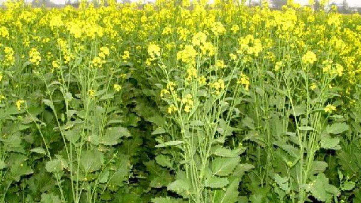 UP News: दो लाख किसानों के हित में योगी सरकार का बड़ा फैसला, मुफ्त ...