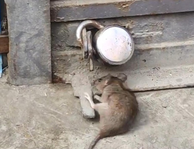 उत्‍तराखंड के रुद्रपुर में जहरीली गैस का रिसाव, एसडीएम, सीओ समेत 36 लोग ...