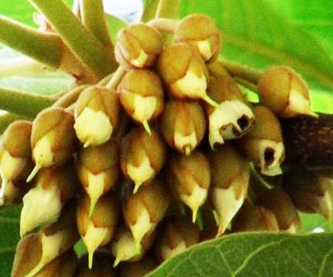 कल्पवृक्ष च्यूरा : जड़ से लेकर पत्ती तक गुणकारी है, जीआइ टैग मिलने से ...