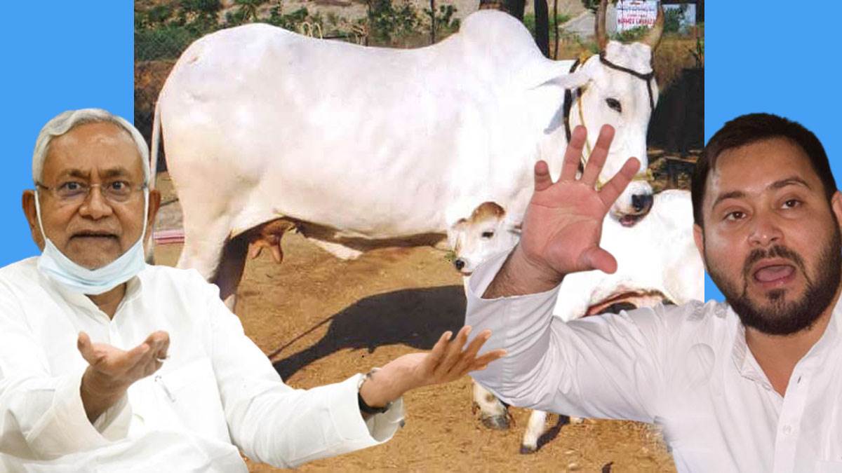 बिहार में रोजगार का शानदार मौका: गाय खरीदने के लिए 75 प्रतिशत मदद, तो ...
