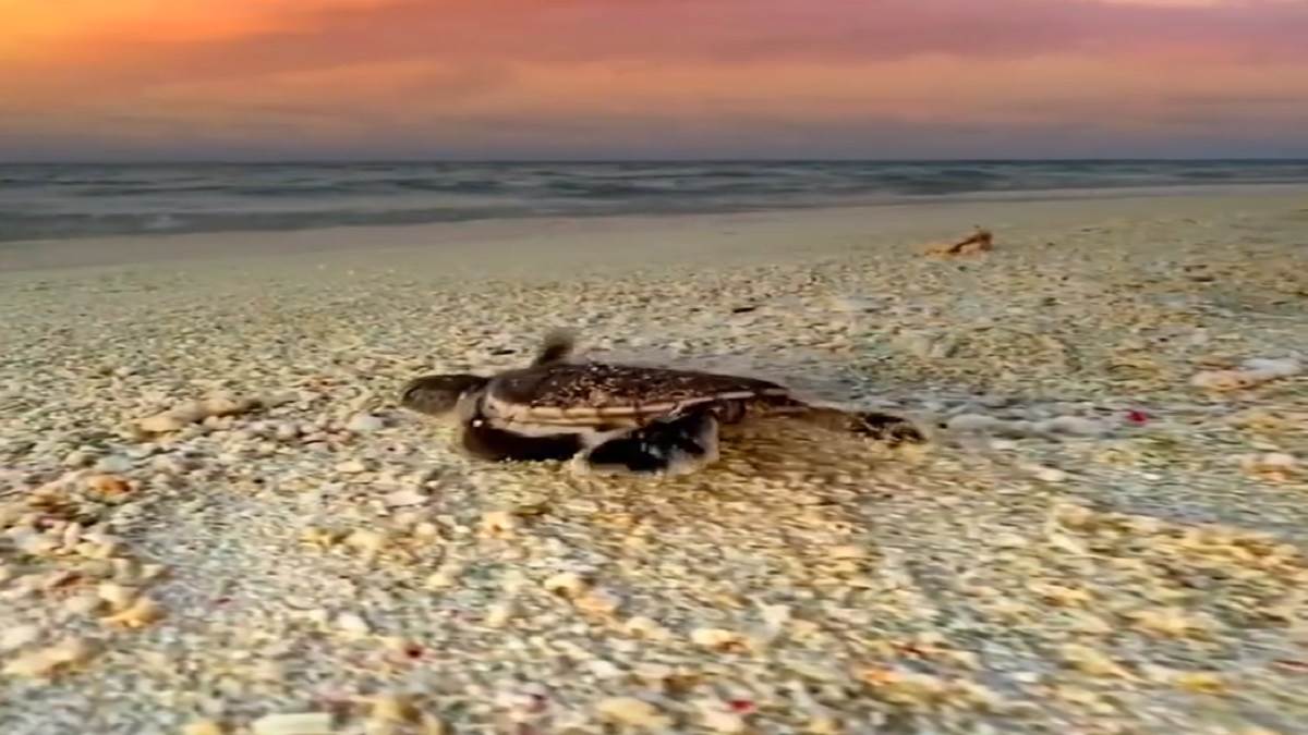Viral Video: पूरे जोश में समुद्र की ओर बढ़ता हुआ कछुआ आया नजर, लोगों ने ...