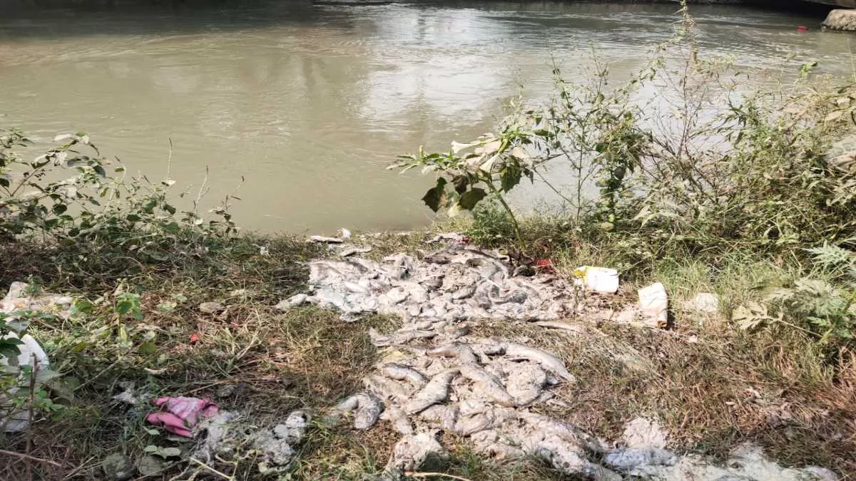 Delhi News: हजारों सड़ी हुई मछलियां डालकर मूनक नहर के पानी को प्रदूषित ...