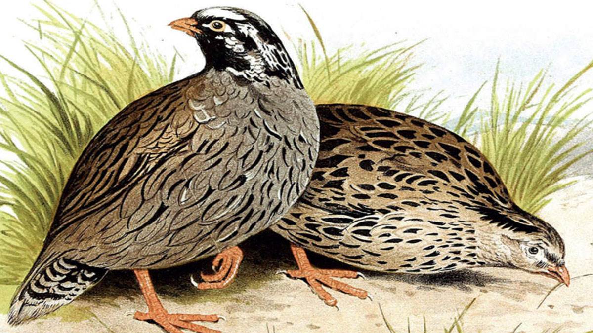 146 साल से उत्तराखंड को हिमालयन माउंटेन क्वेल के दीदार का 'इंतजार ...