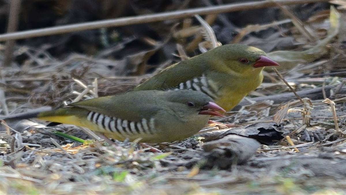 Udaipur News: उदयपुर के बर्ड पार्क चिड़ियाघर में पहली बार जन्मे ग्रीन ...