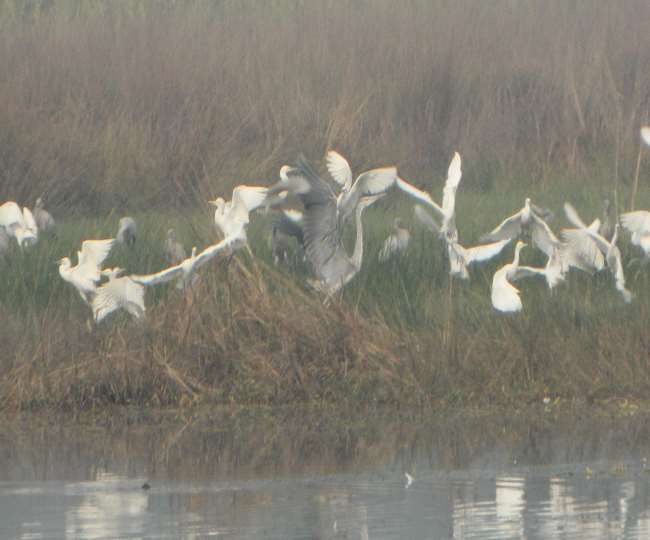 खजुआ ताल बना साइबेरियन मेहमानों का बसेरा, लालसर, डिघौच, गैरी व अन्य ...