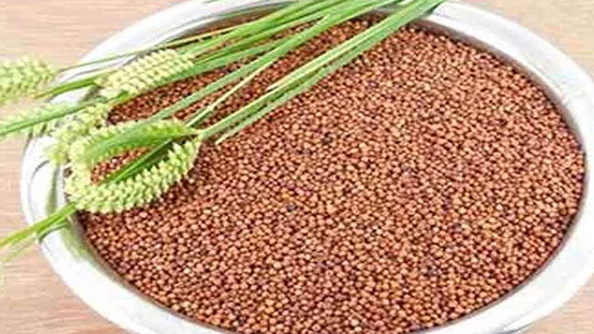 Uttarakhand : राशनकार्डधारकों और स्कूली बच्चों को मिलेगा मंडुआ, पहले ...