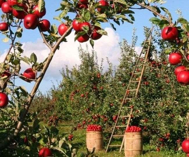 Richest Village in Asia: एशिया के सबसे अमीर गांवों में शुमार है इंडिया ...