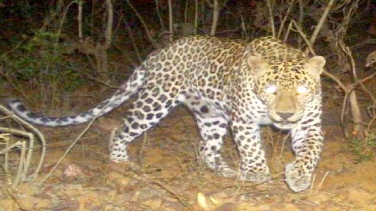 Bihar News: बिहार के इस जिले में खुले आम घूम रहा खूंखार तेंदुआ, इलाके ...