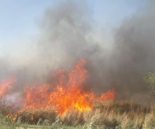 यमुनानगर में कलेसर के जंगलों में लगी भीषण आग, कई जानवरों की मौत - Many ...