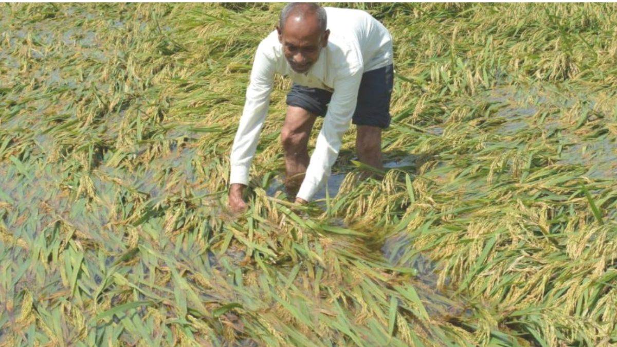 Haryana Rain: बेमौसम बारिश फसलों के लिए नुकसानदायक, किसानों की बढ़ी ...