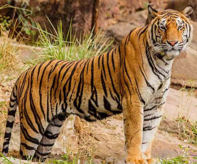 बाघों के बेहतर संरक्षण व रखरखाव में दुधवा टाइगर रिजर्व अव्‍वल, मिली ...