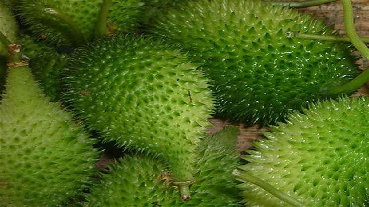 Benefits of Kakora or Spiny Guard: दवा नहीं इस एक सब्जी से मिलेंगे शरीर ...