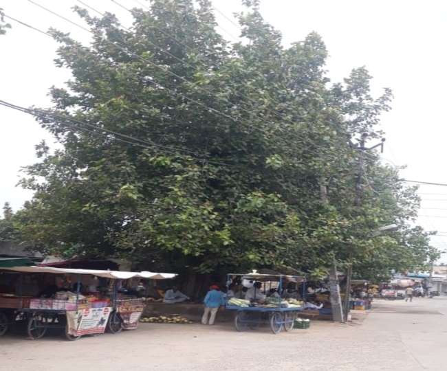 सिरसा के चौटाला गांव का शतायु बरगद : स्वतंत्रता सेनानियों के संघर्ष का ...