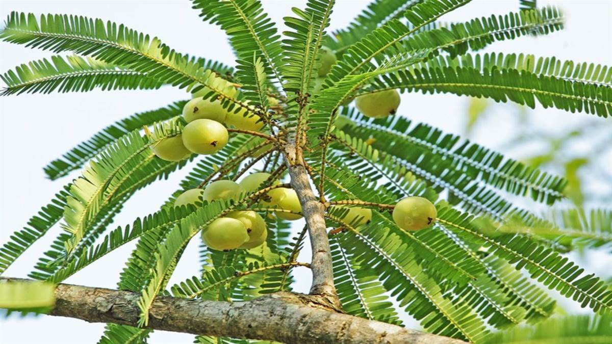 अक्षय पुण्य की प्राप्ति का अवसर देता है अक्षय नवमी का पर्व, इस दिन होती ...