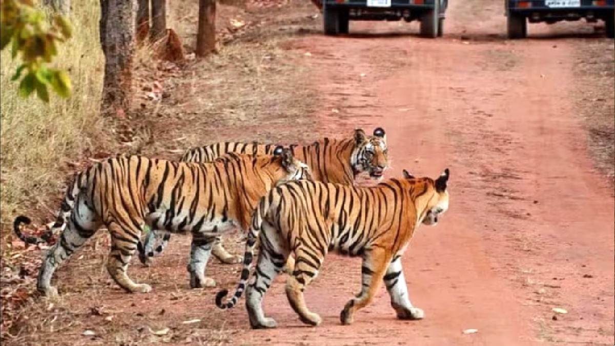 बुंदेलखंड का पहला व उत्तर प्रदेश का चौथा टाइगर रिजर्व बना रानीपुर, 529 ...