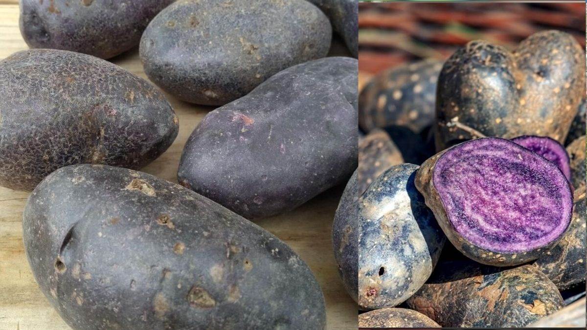 100 रुपये किलो आलू!!! आखिर है क्‍या इसमें खास? ऊपर से दिख रहा काला और ...