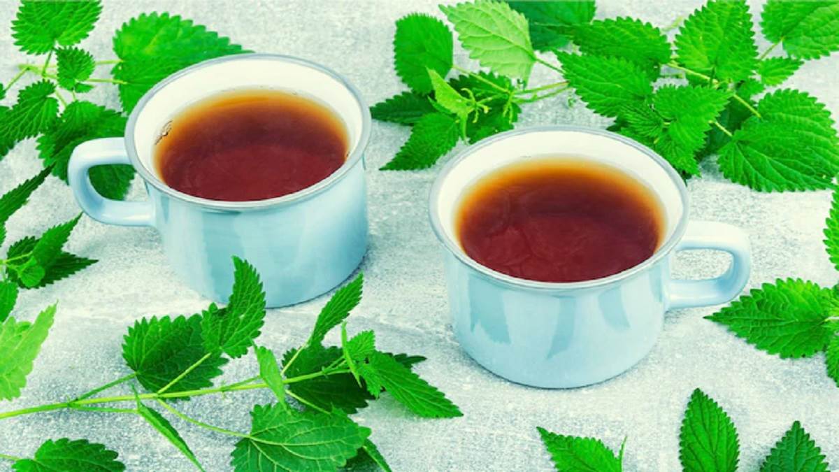 Benefits of Nettle Tea: इम्युनिटी बढ़ाने से लेकर शुगर कंट्रोल करने तक ...
