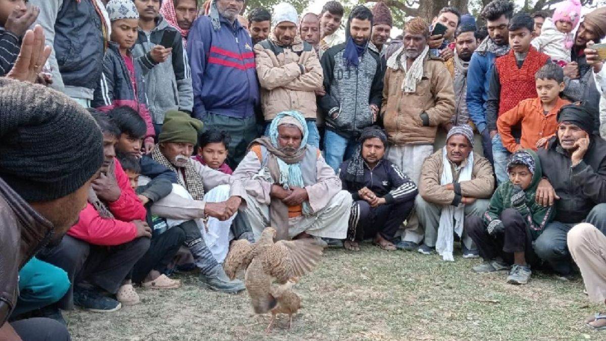 UP News: यूपी में इस जगह होता है तीतरों का दंगल, लगती है हजारों रुपये ...