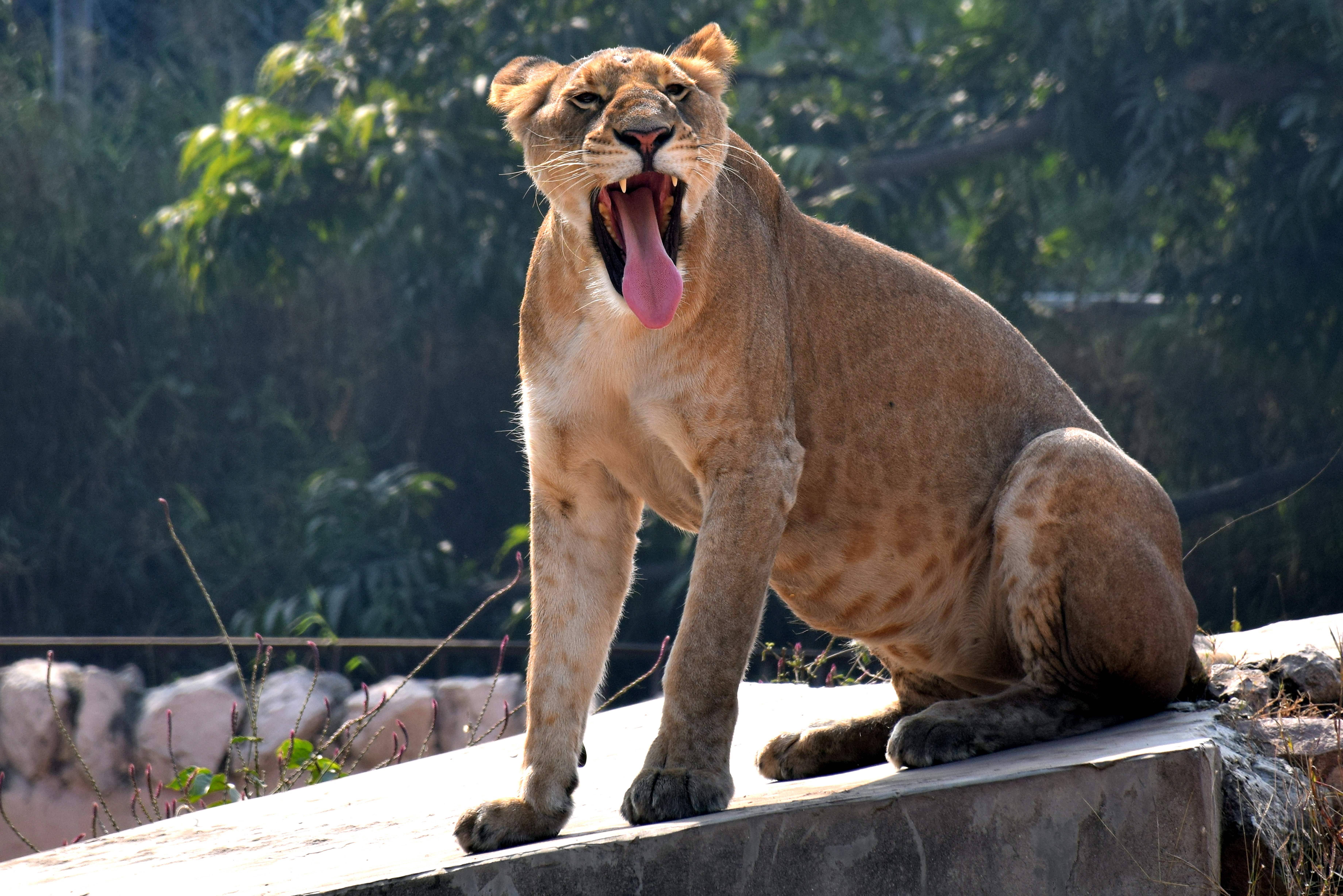 Lucknow Zoo में वन्यजीवों की रसोई को लाइव देख सकेंगे दर्शक Lucknow news ...