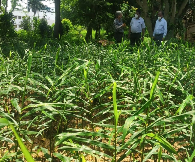 BAU ने मशरूम स्‍पान रन बैग के अवशेष से बनाया कम्‍पोस्‍ट, ओल-अदरक की ...