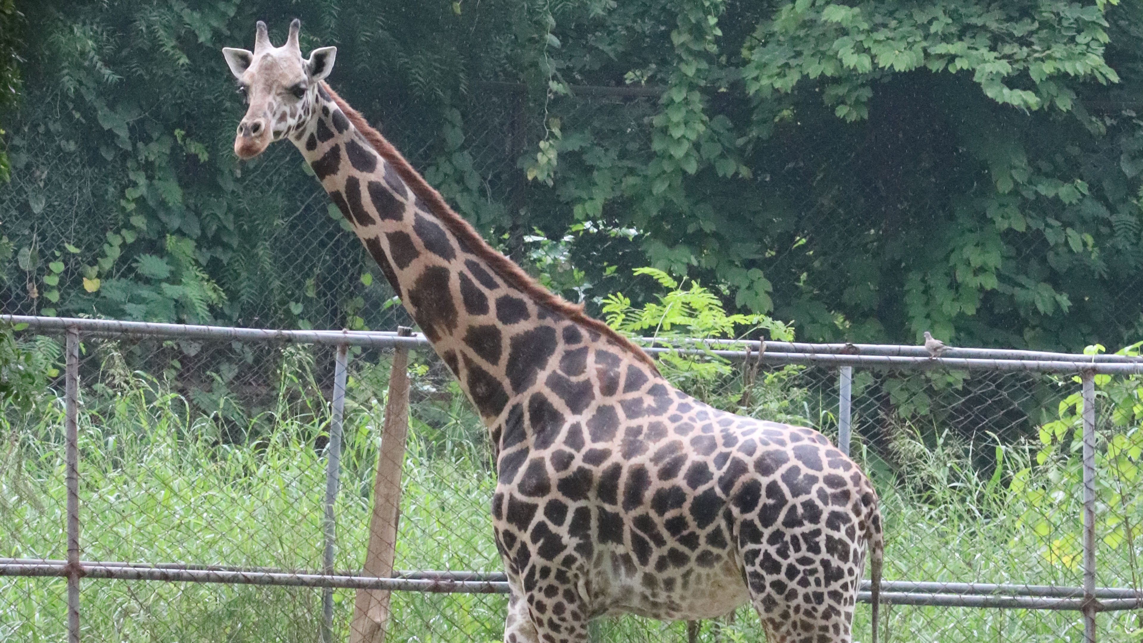 38 साल का हो चुका था हुक्‍कू बंदर, ये हैं लखनऊ जू के Elderly Animals ...