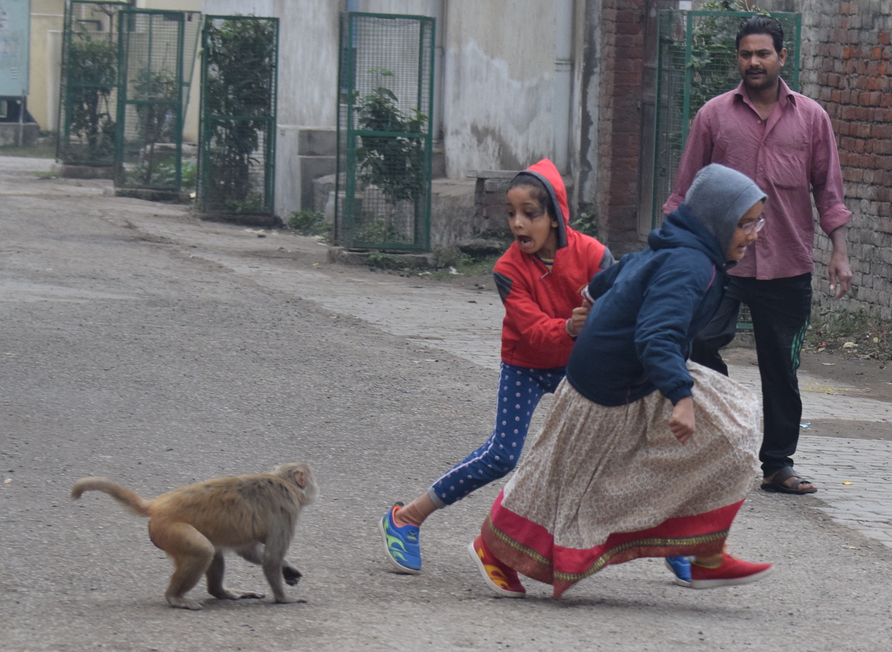 बनारस शहर में बंदरों के झुंड की अराजकता चरम पर, नुकसान के साथ जान का भी ...