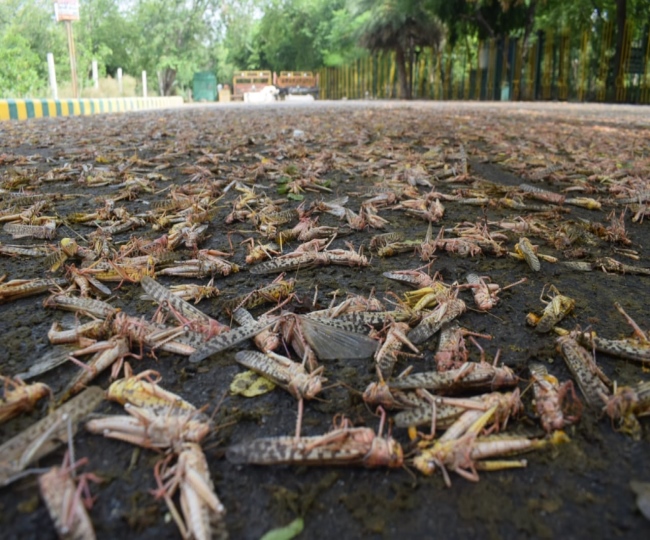 Tiddi Dal Attack in Agra: सुबह तक पूरे शहर पर छा गया टिड्डी दल, अब कर ...