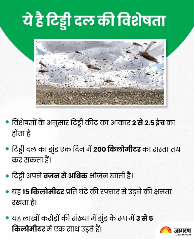 Tiddi Dal Attack: ऐसा होता है टिड्डियों का जीवन चक्र, जानें इनको भगाने ...
