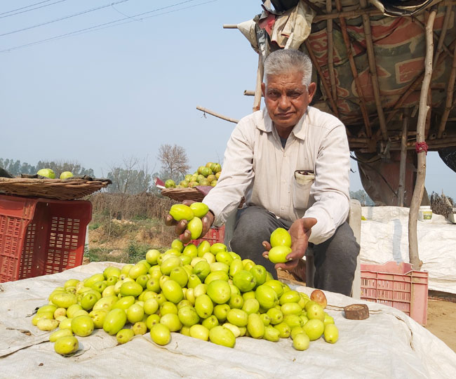 बेर सी मीठी ‘बेर वाले अंकल’ की सफलता, 16 एकड़ खेत से सालाना 45 लाख की ...