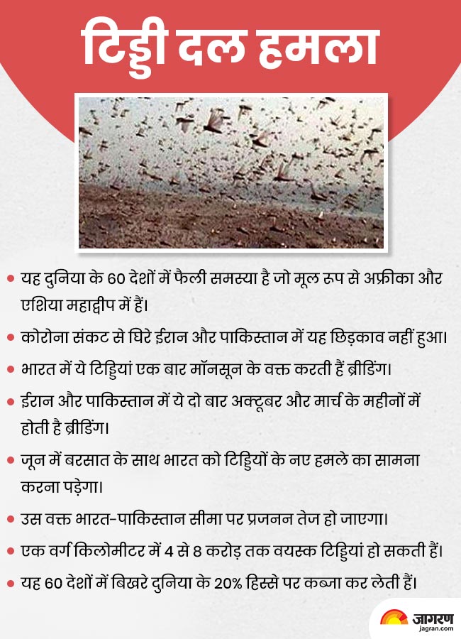 Locust Attack: क्या है टिड्डी दल, कहां से आया और कितना नुकसान पहुंचा ...