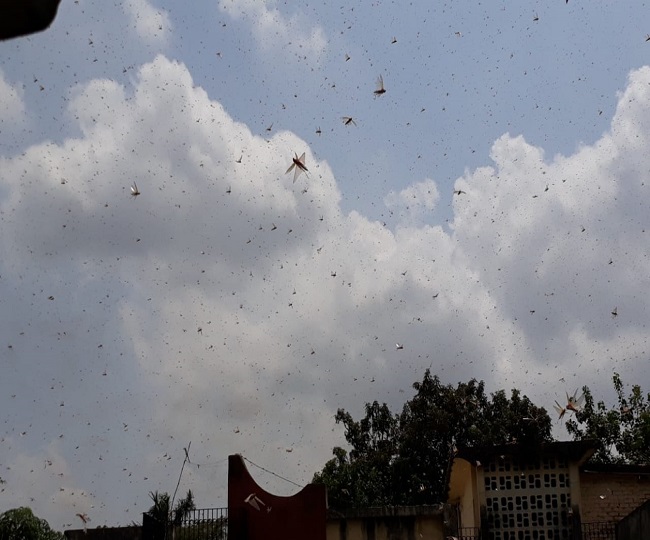 Tiddi Dal Attack: पंद्रह किमी लंबे टिड्डी दल का लखनऊ में उत्पात, अब ...