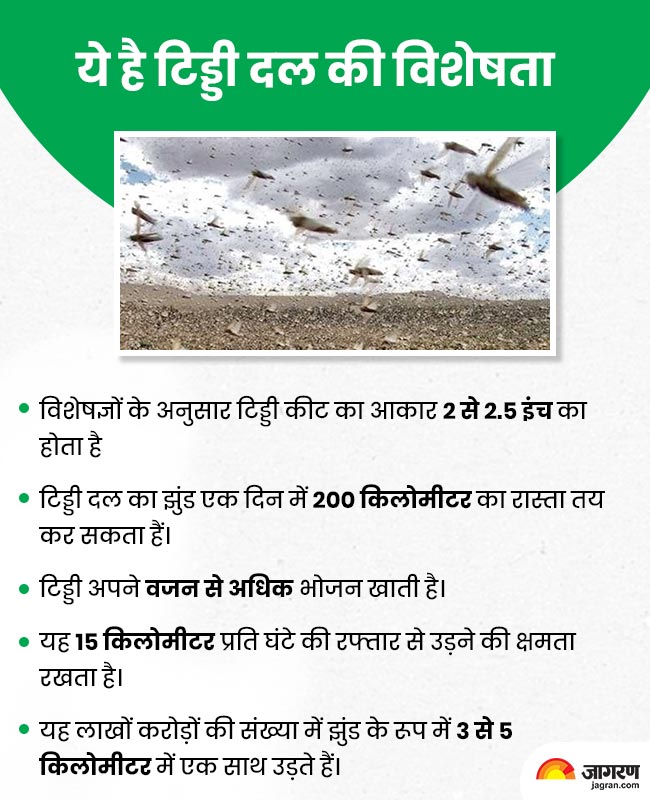 Locust Attack: क्या है टिड्डी दल, कहां से आया और कितना नुकसान पहुंचा ...