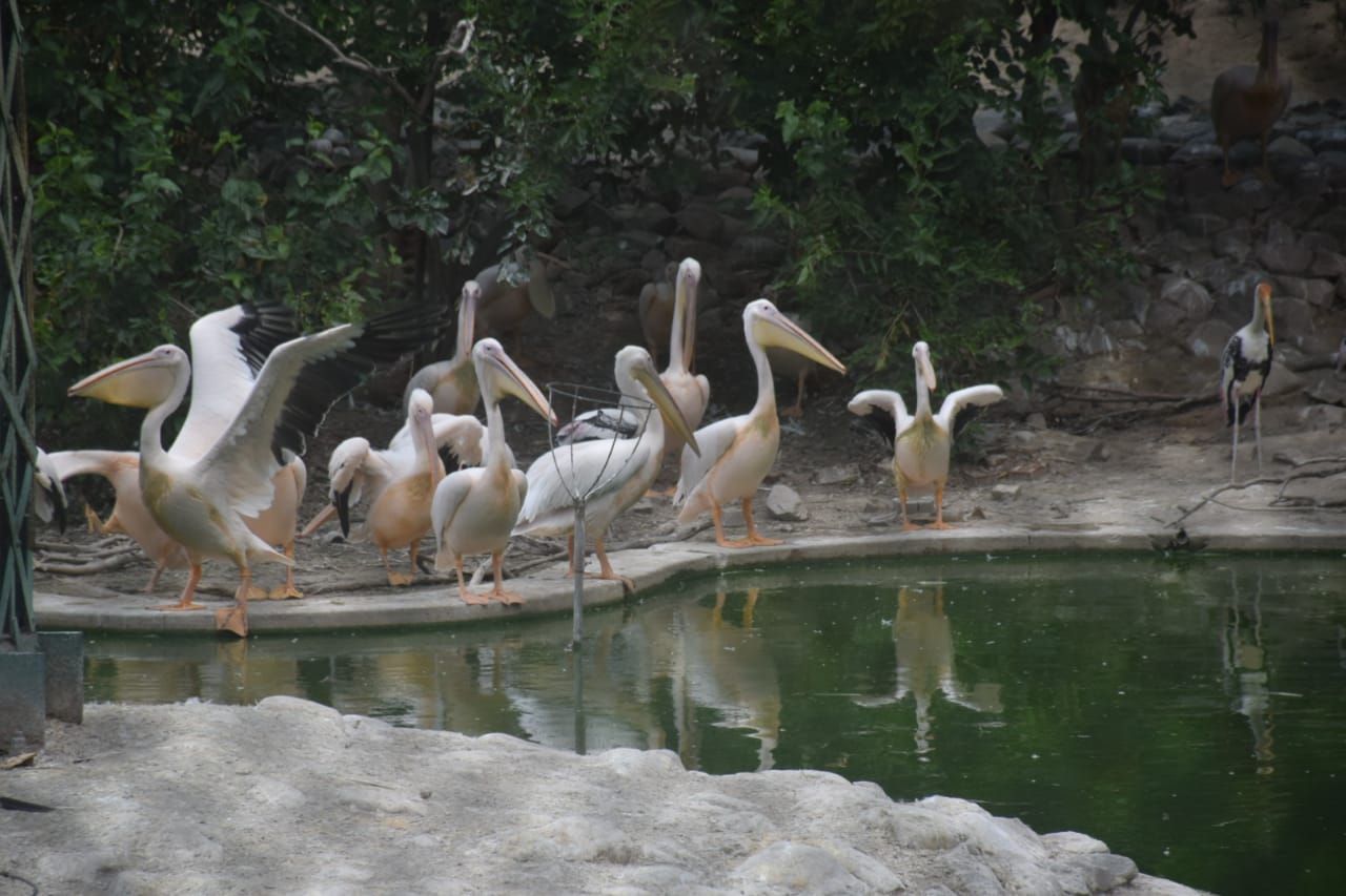लॉकडाउन के बाद पहली बार खुला लखनऊ Zoo, तस्वीरों में देखिए बदले हुए ...