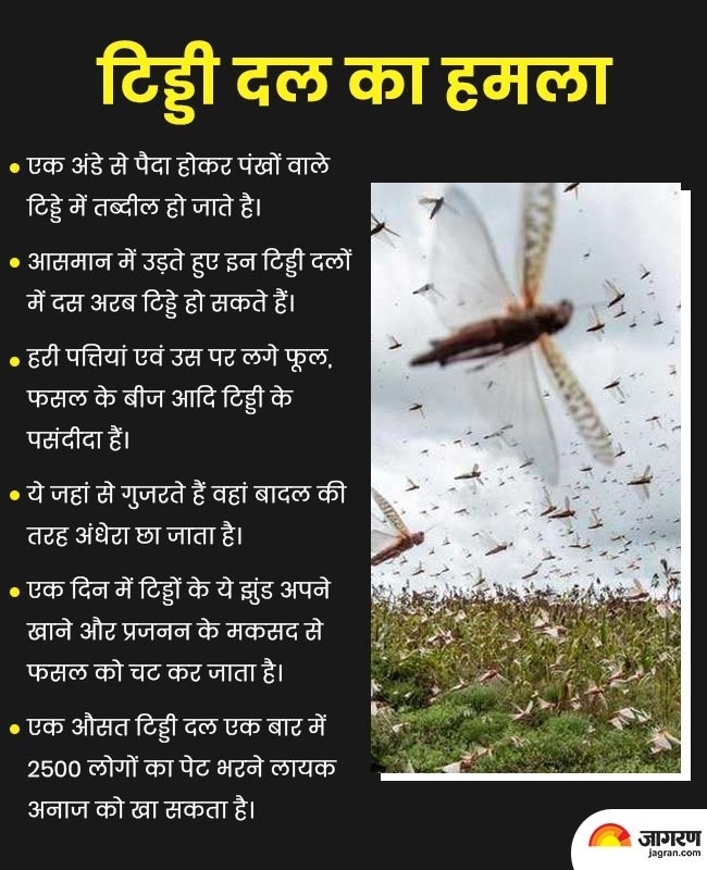 Tiddi Dal Attack: जानिए, क्यों बढ़ता जा रहा है टिड्डी दल का कुनबा, कब ...