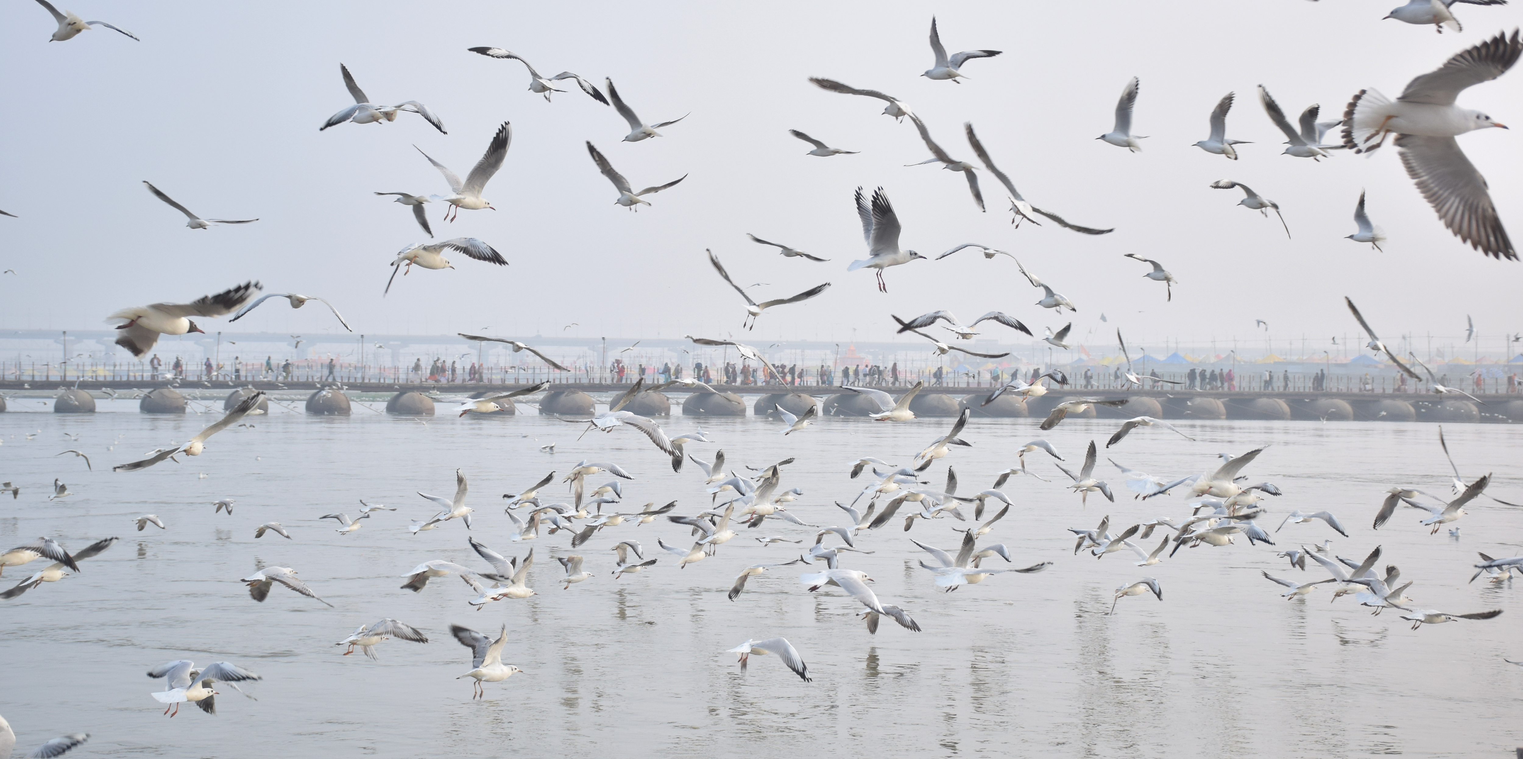 माघ मास : आस्था के मेले में साइबेरियन पक्षियों का भी 'कल्पवास ...