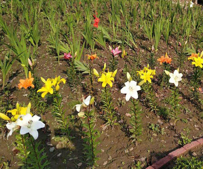 जीवन की बगिया महकाएंगे अपनी धरा पर खिलखिला रहे विदेशी फूल - The flowers ...