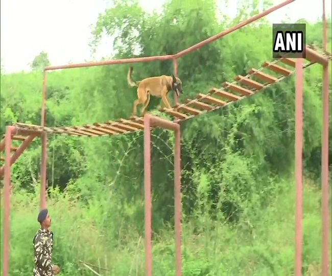 CRPF में शामिल होने के लिए कुत्तों को करना पड़ता है कठिन परिश्रम, देखें ...