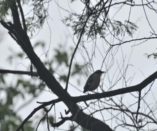 'मांगर बनी' की सुंदरता पर मोहित श्रीलंका की ये शर्मिली नवरंग चिड़िया ...