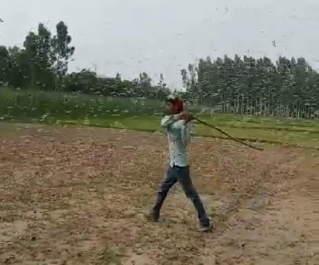 Tiddi Dal Attack: पंद्रह किमी लंबे टिड्डी दल का लखनऊ में उत्पात, अब ...