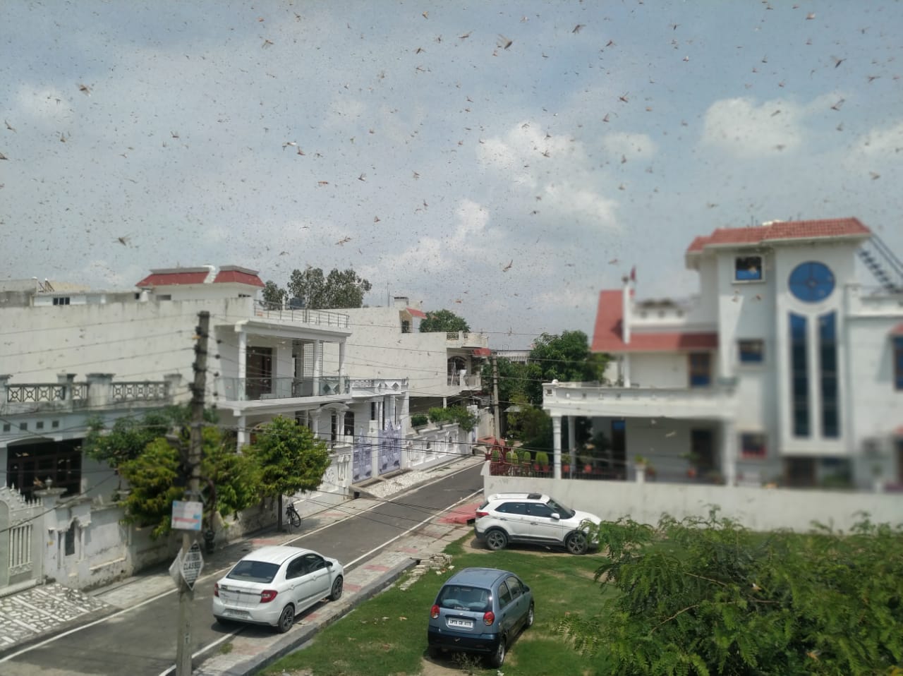 Tiddi Dal Attack: पंद्रह किमी लंबे टिड्डी दल का लखनऊ में उत्पात, अब ...