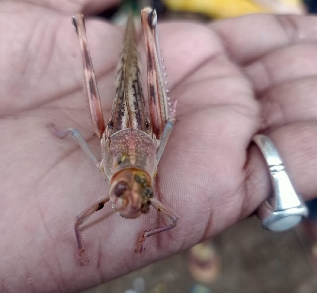 Tiddi Dal Attack: बुंदेलखंड में मंडरा रहे टिड्डी दल की बारिश ने रोकी ...