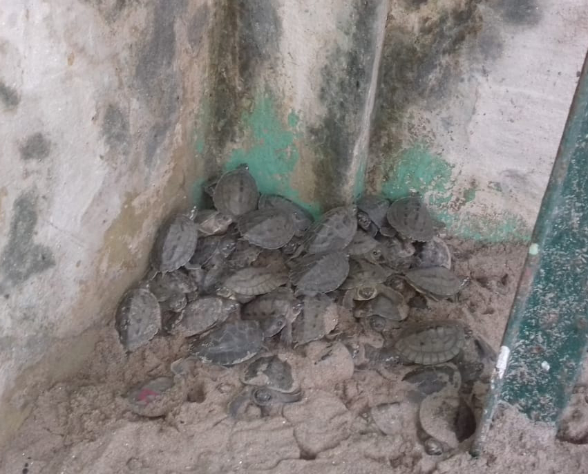 Varanasi Turtle News गंगा को स्वच्छ बनाएगी चंबल के कछुओं की नई पीढ़ी ...