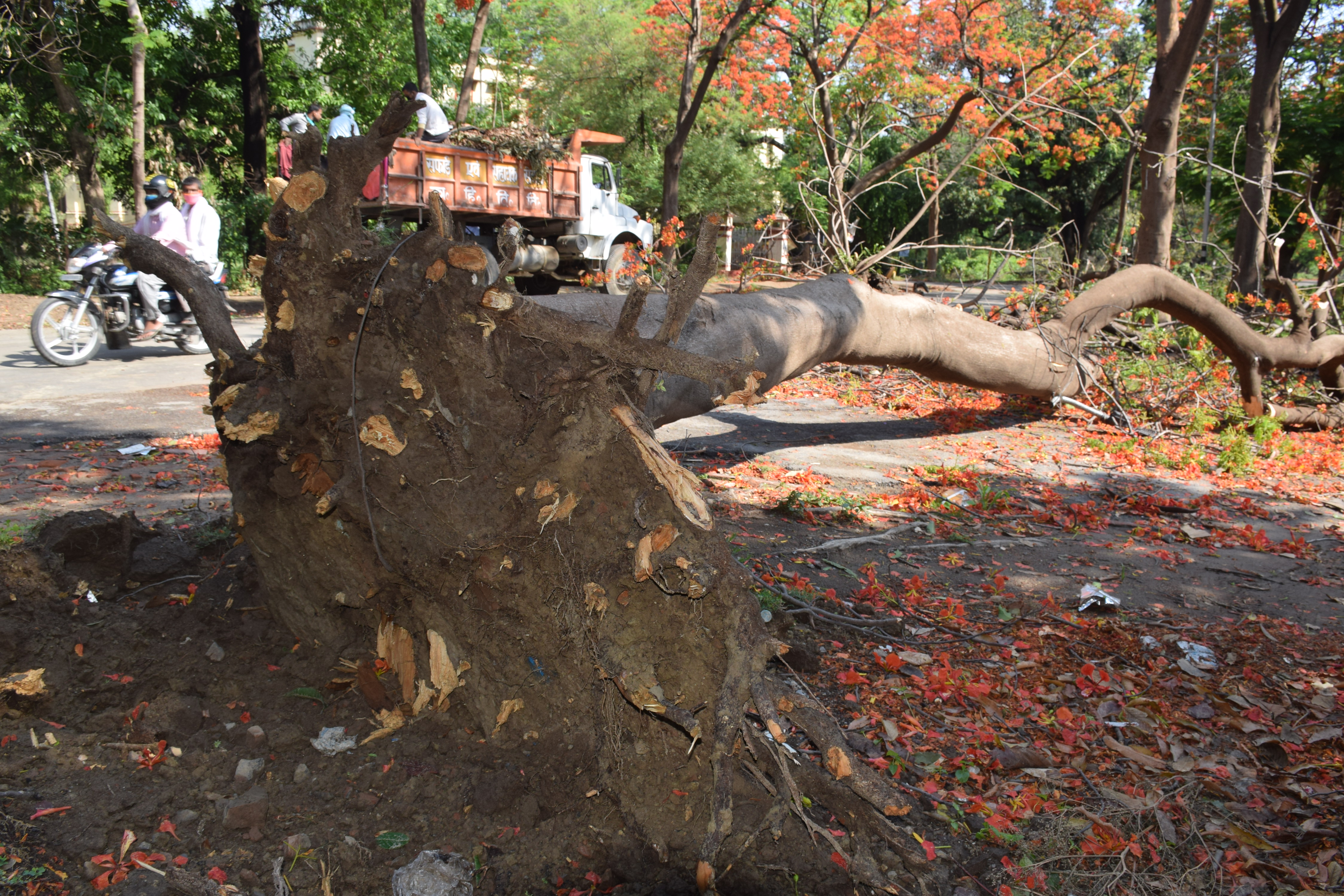 Varanasi के सिर से उठ गया आधा दर्जन बुजुर्ग पेड़ों का साया, वृक्षों के ...