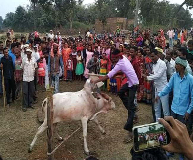 पशुधन की महत्ता बताता है बांदना पर्व, झारखंड के आदिवासी समाज के लिए है ...