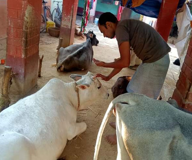 पशुधन की महत्ता बताता है बांदना पर्व, झारखंड के आदिवासी समाज के लिए है ...