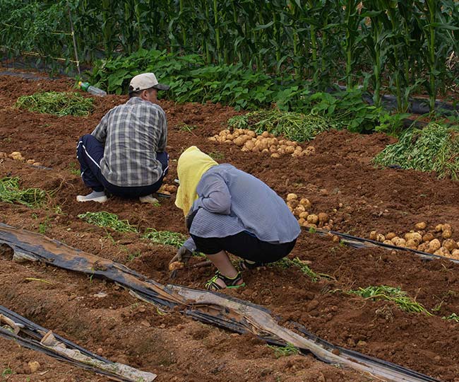 आलू की फसल की पैदावार को कैसे बढ़ाएं - How To Increase Potato Crop Yield