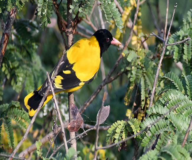 Dhanbad Birds: परिंदों का नीड़ तलाश भर रहे कायनात में रंग, यहां दिखतीं ...