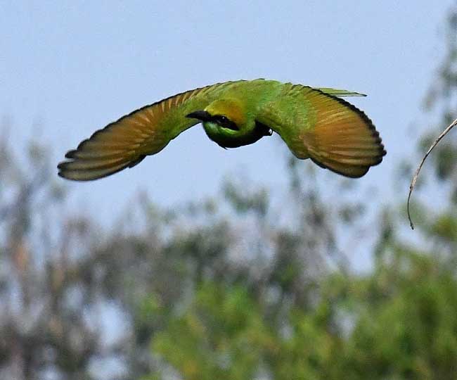 Dhanbad Birds: परिंदों का नीड़ तलाश भर रहे कायनात में रंग, यहां दिखतीं ...