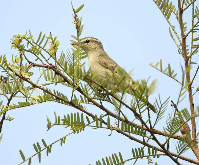 तीन हजार KM का सफर तयकर पटना आया है एक पक्षी, मन मोह लेगी सात प्रकार की ...