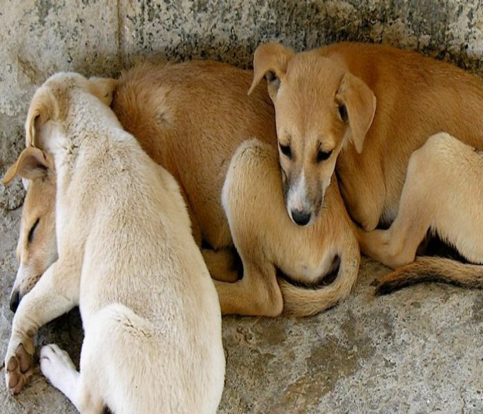 Jammu: जम्मू में बढ़ रहा कुत्तों का आतंक, शहर में 40 हजार से ज्यादा ...